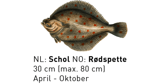 Praktische informatie over zeevissen | Zeevissen in Noorwegen | Noorse ...