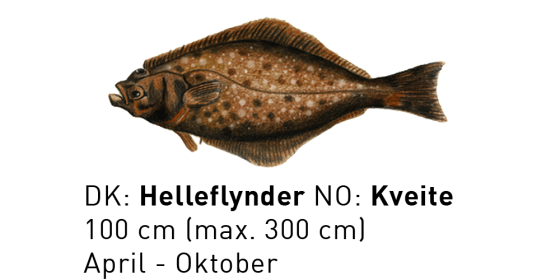 Praktisk information om havfiskeri i Norge | Norske fiskearter