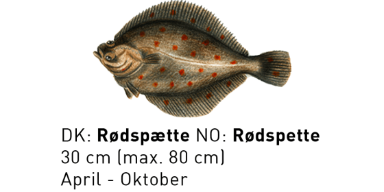Praktisk information om havfiskeri i Norge | Norske fiskearter