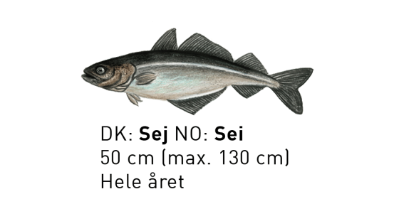 Praktisk information om havfiskeri i Norge | Norske fiskearter