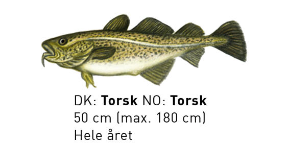 Praktisk information om havfiskeri i Norge | Norske fiskearter