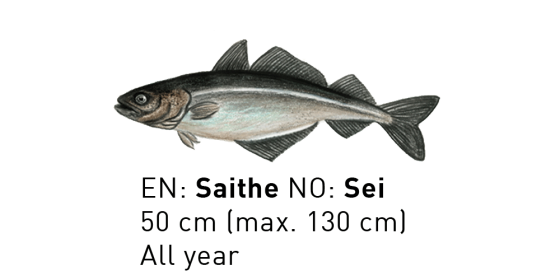 Practical sea fishing information | Sea angling in Norway | Norwegian ...