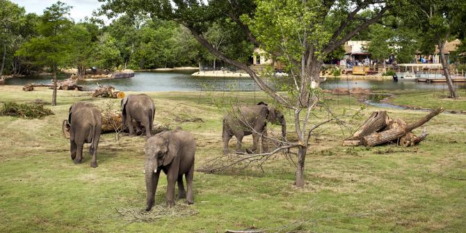 Meet the new elephants at Sedgwick County Zoo