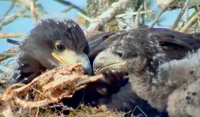 You can watch the newborn eaglet live - Visit Norway