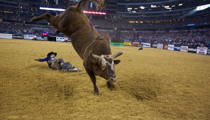 10 Things You Didn’t Know About the Bulls of PBR