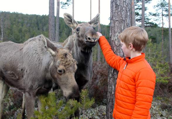 8 Ideen, um Elche in Norwegen zu erleben | Der größte Elch der Welt ...