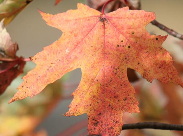 Fall Leaf Identifier | Leaves and Fall Foliage of New York