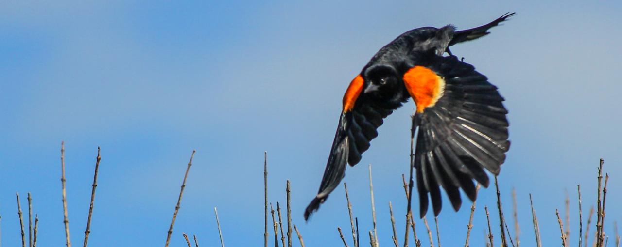 Birding in New York State | Binoculars | Species of Birds