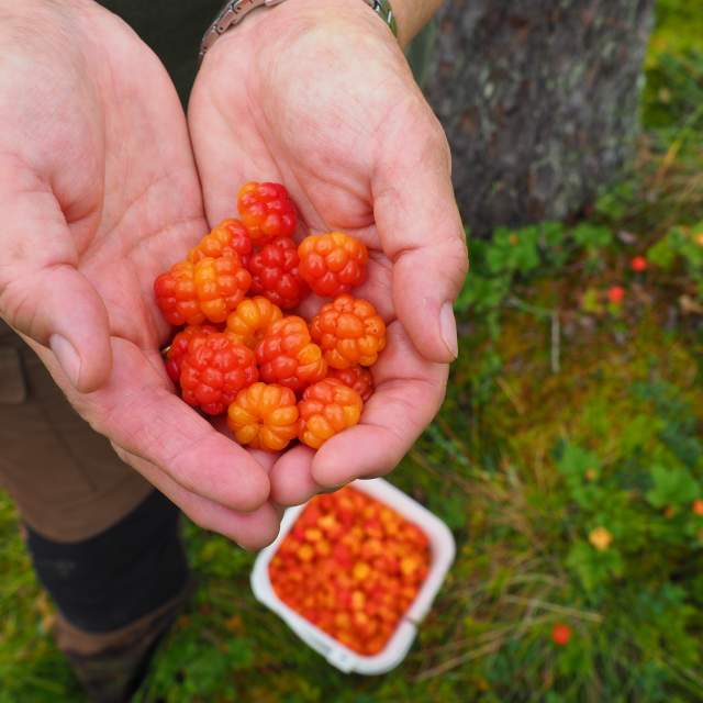 Eastern Norway - a paradise for mushroom and berry pickers