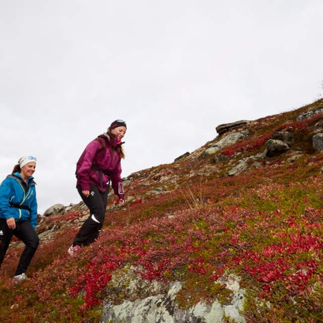 Multekrem | Oppskrift | Vår norske kokebok
