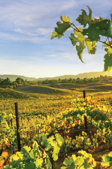 Temecula Valley SoCal Wine Country & Wineries | Visit Temecula Valley