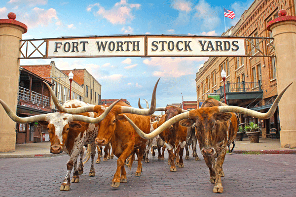 The Herd: Daily Longhorn Cattle Drives in Fort Worth, Texas