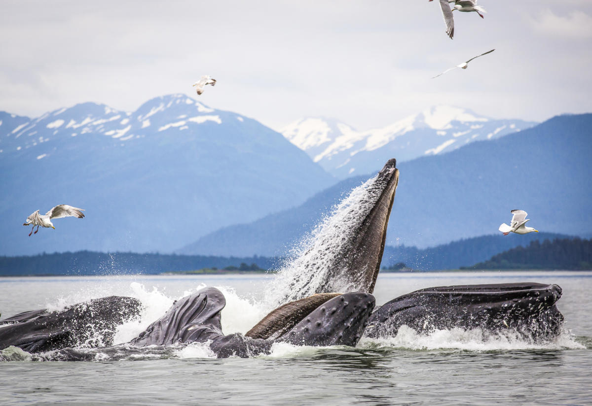 All About Whales in Juneau, Alaska | Juneau CVB