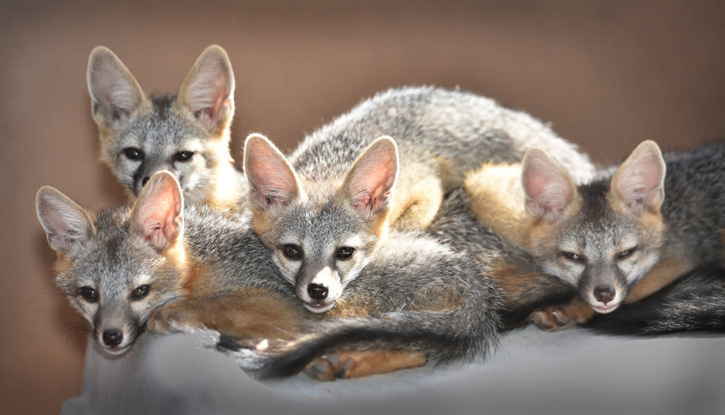 The Heartwarming Story Behind New Mexico's Wildlife West Nature Park