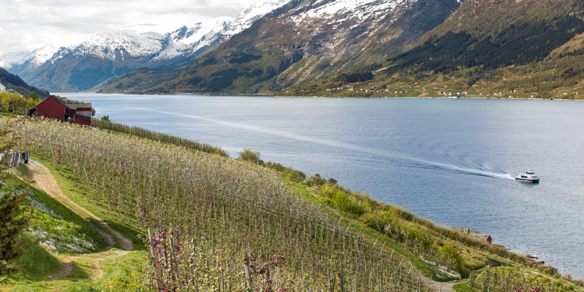 Discover the famous fjords by rail, boat, and bus