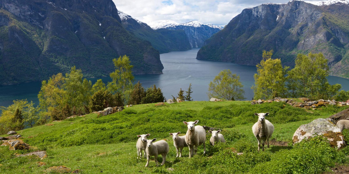 Happy sheep | Sheep share the Norwegian right to roam