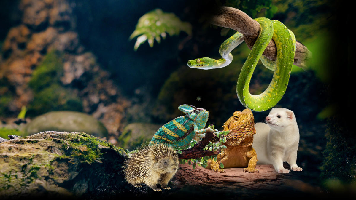Las Vegas Mega Exotic Pet and Reptile Expo | Las Vegas Shows & Events
