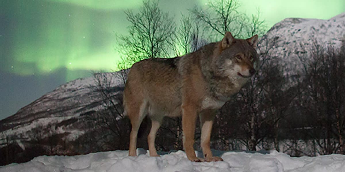 Narvik | Äventyr i arktisk fjällmiljö, skidåkning, norrsken