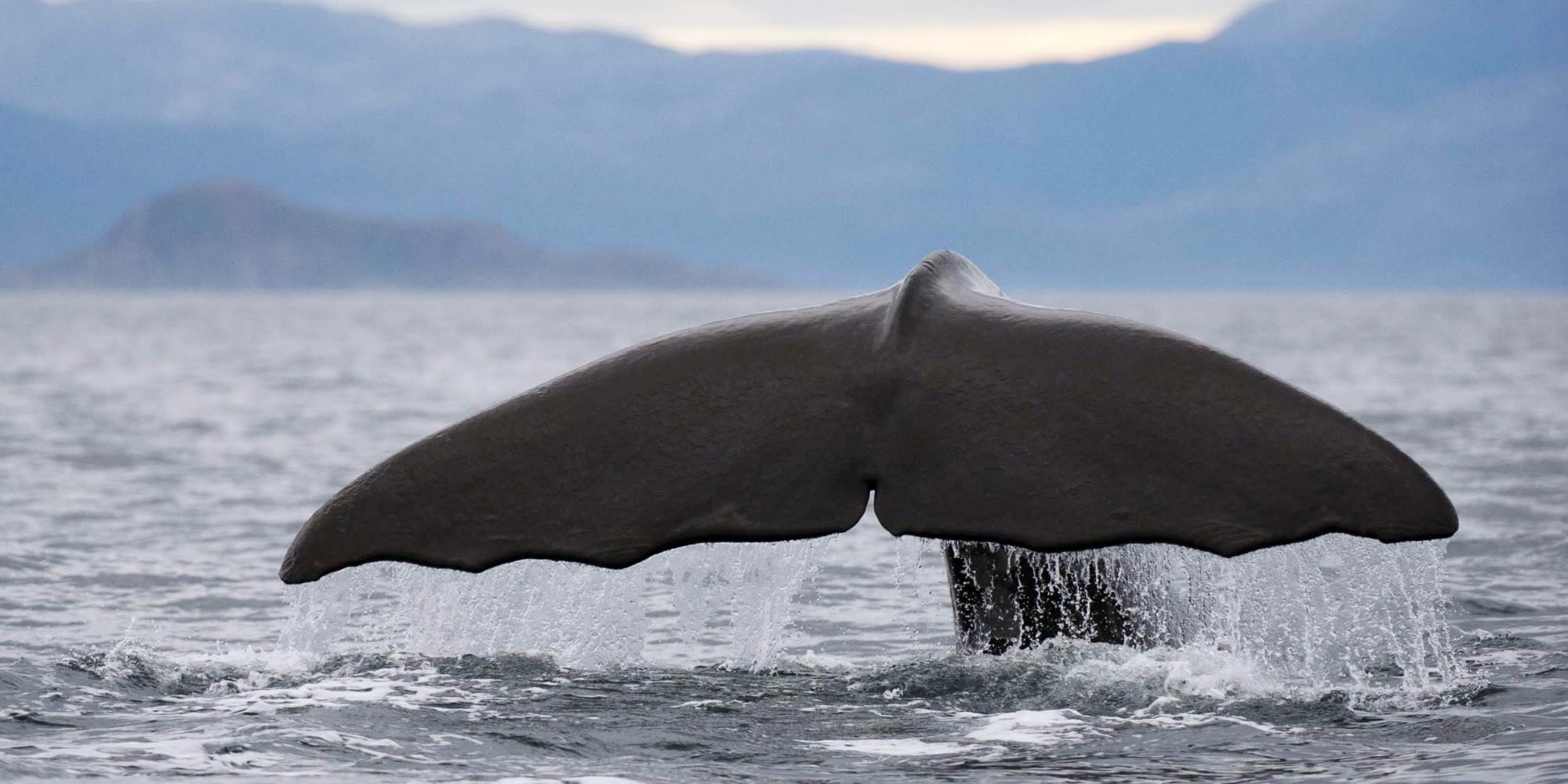 Hvalsafari i Norge | Se hvaler i Nord-Norge